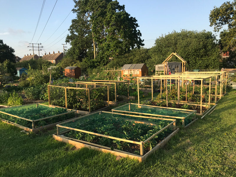 Getting started with an allotment – Earth Cycle