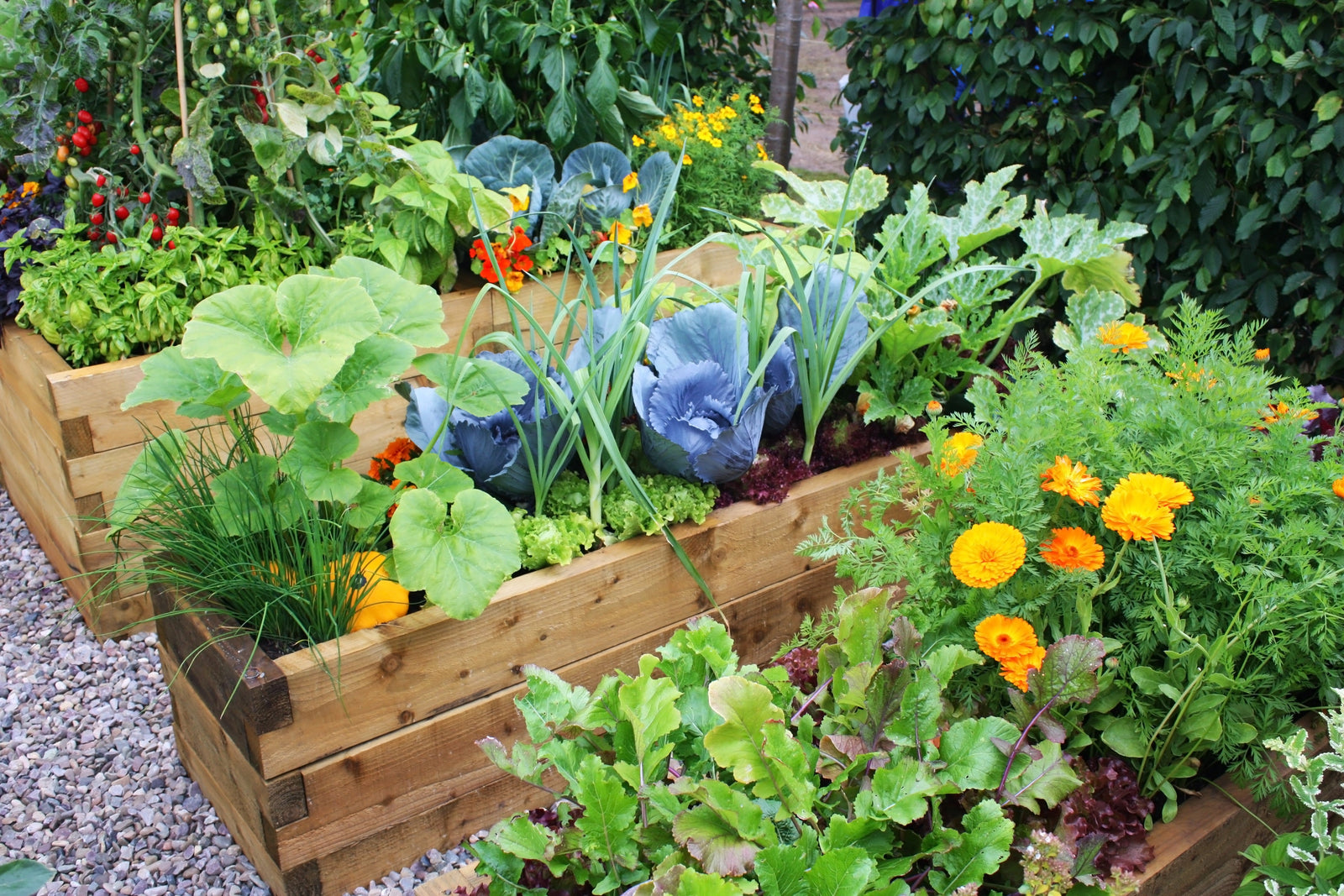 Create a vegetable garden – Earth Cycle