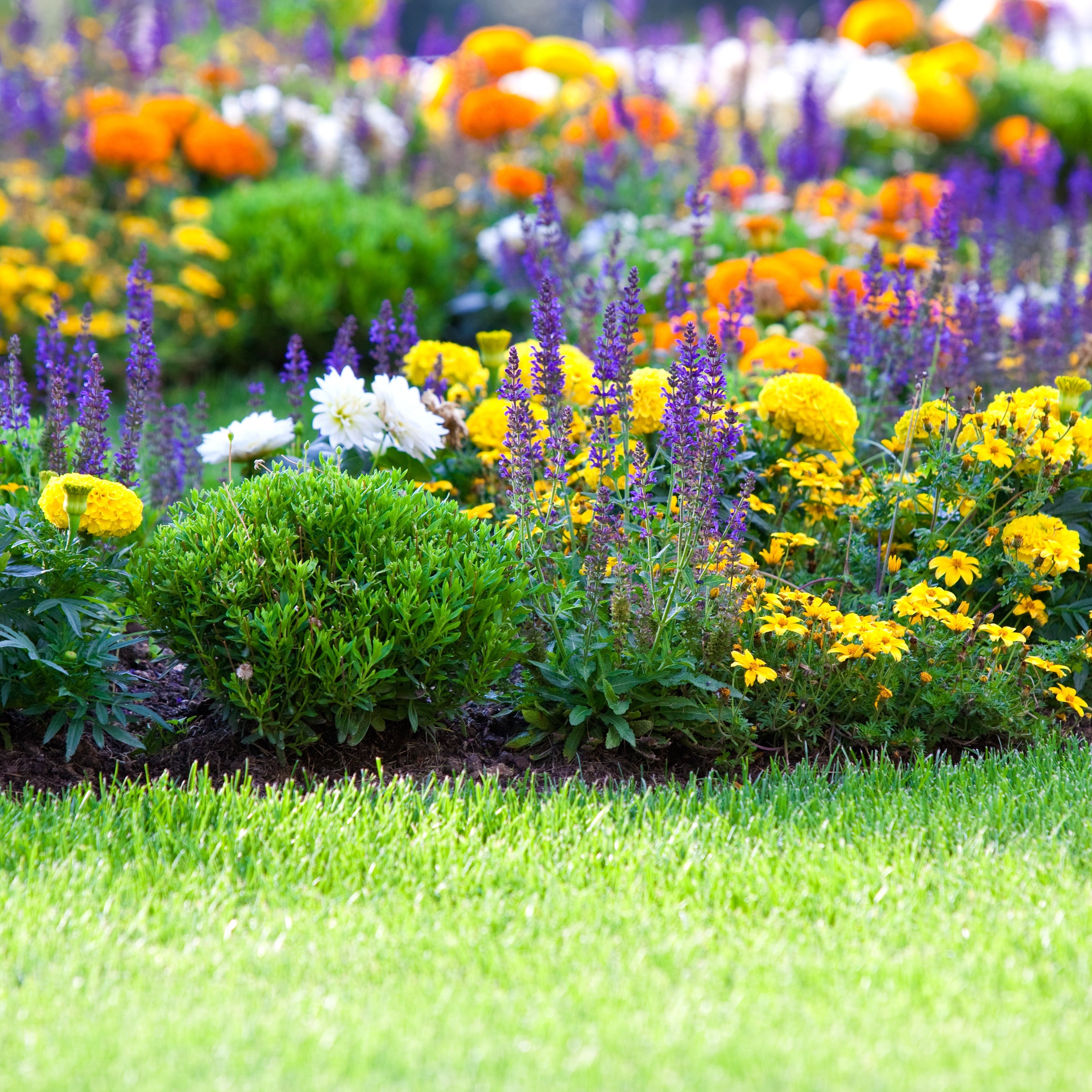 Beds & Borders Compost Soil Improver | Earth Cycle