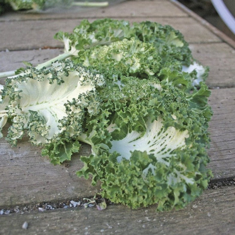 Mr Fothergill's Kale Emerald Ice Seeds – Earth Cycle