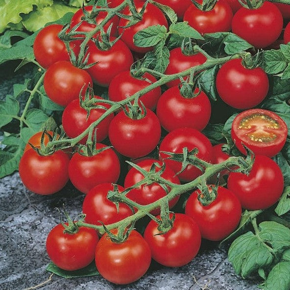 Mr Fothergill's Tomato Red Cherry Seeds – Earth Cycle