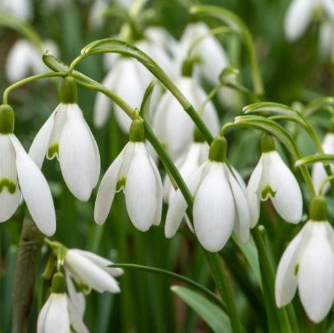 Snowdrop Bulbs | 50 Bulb Pack | Earth Cycle
